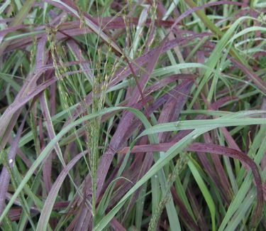 Panicum virgatum Ruby Ribbons™ Red Switchgrass from Pleasant Run Nursery