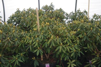 Rhododendron maximum Roseum Rosebay Rhododendron from Pleasant Run Nursery