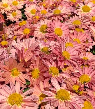 Chrysanthemum Mammoth™ 'Coral Daisy' Hardy Mum from Pleasant Run Nursery
