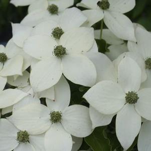 Magnolia virginiana Green Shadow Sweetbay Magnolia from Pleasant Run ...